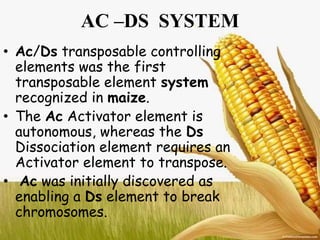 Complementation test; AC-DS System in Maize | PPTX
