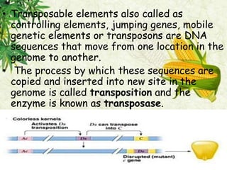 Complementation test; AC-DS System in Maize | PPTX