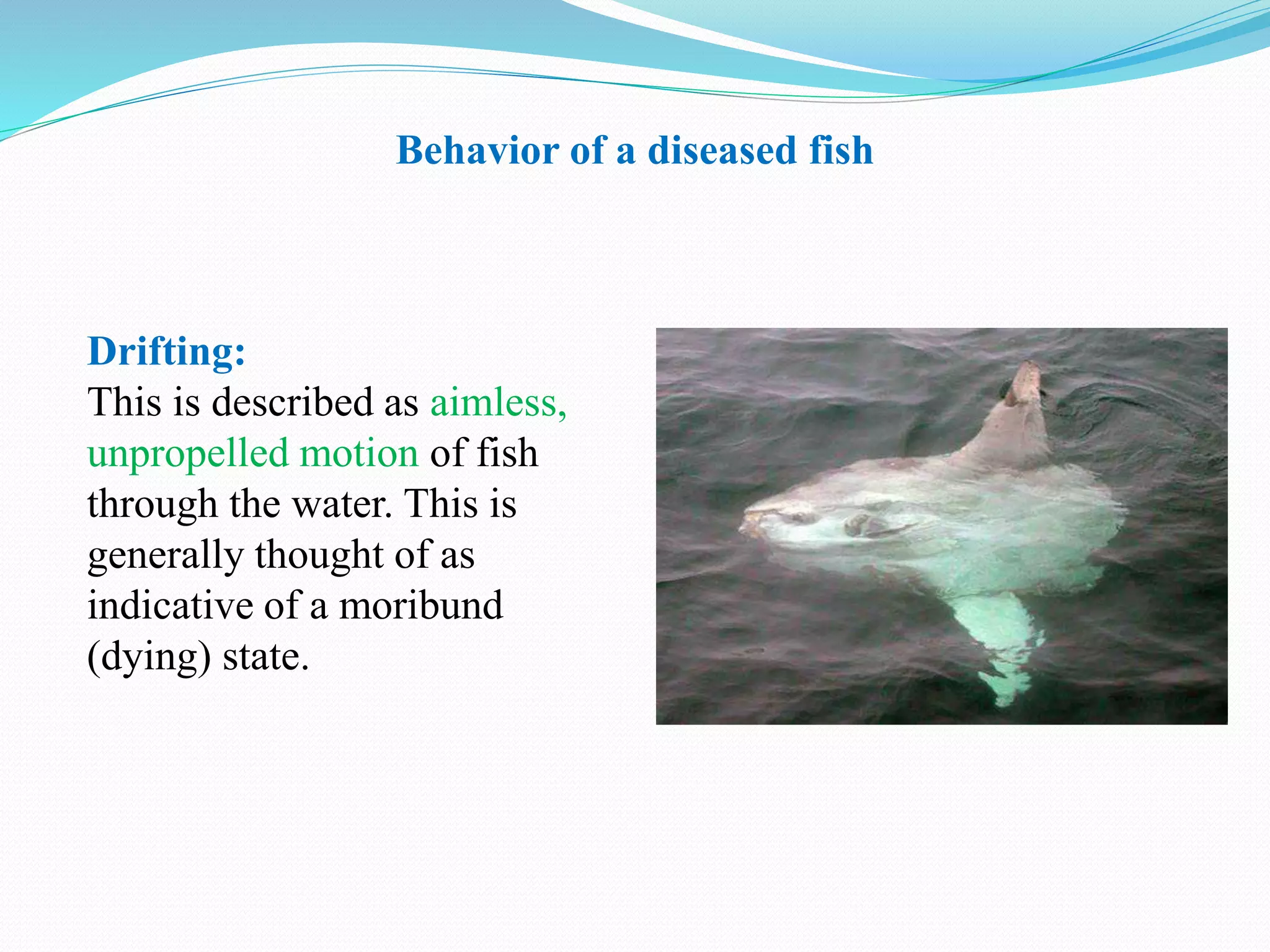 Differentiation between the Behavior of Healthy and Diseased Fish and ...