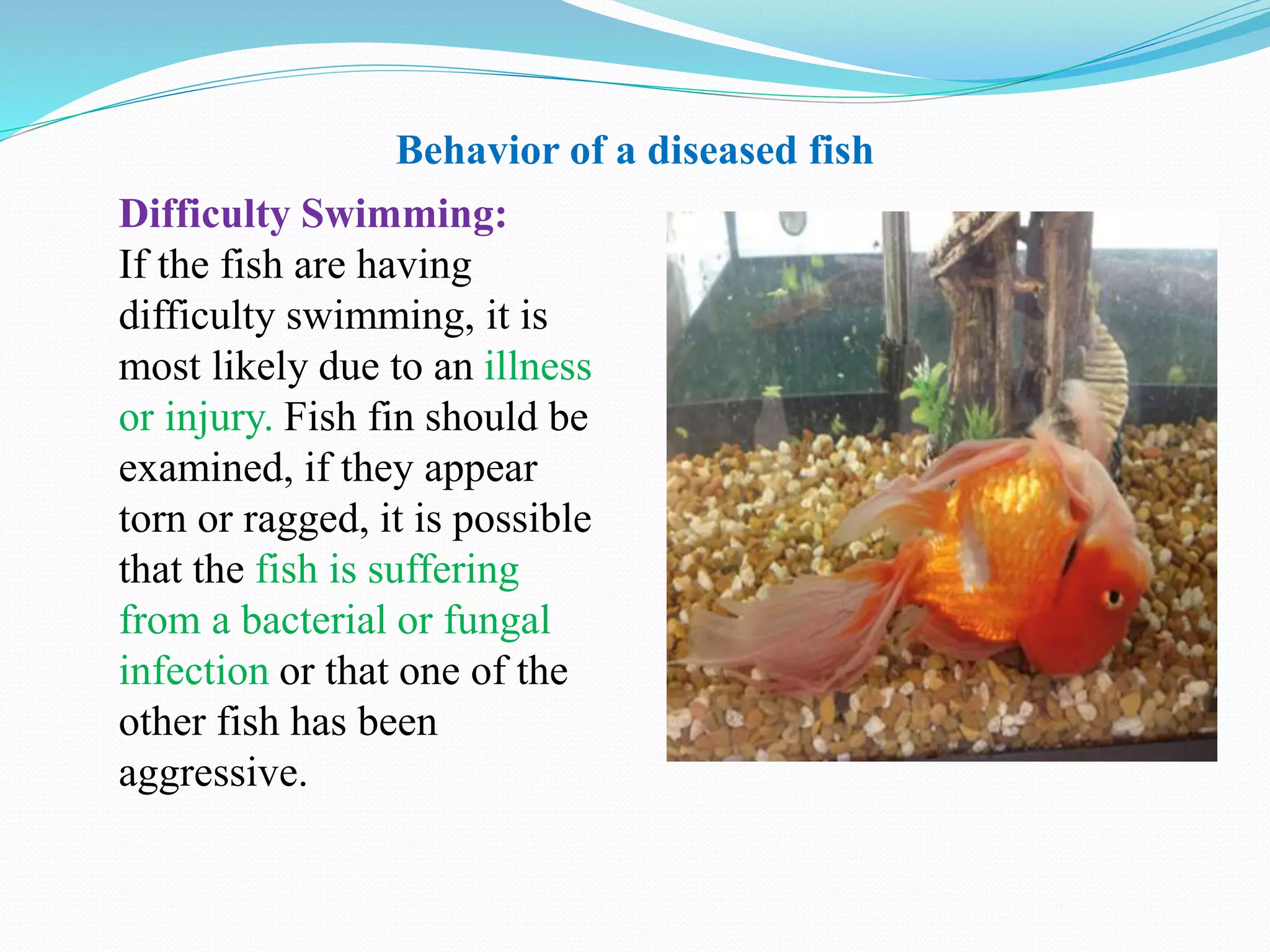 Differentiation between the Behavior of Healthy and Diseased Fish and ...