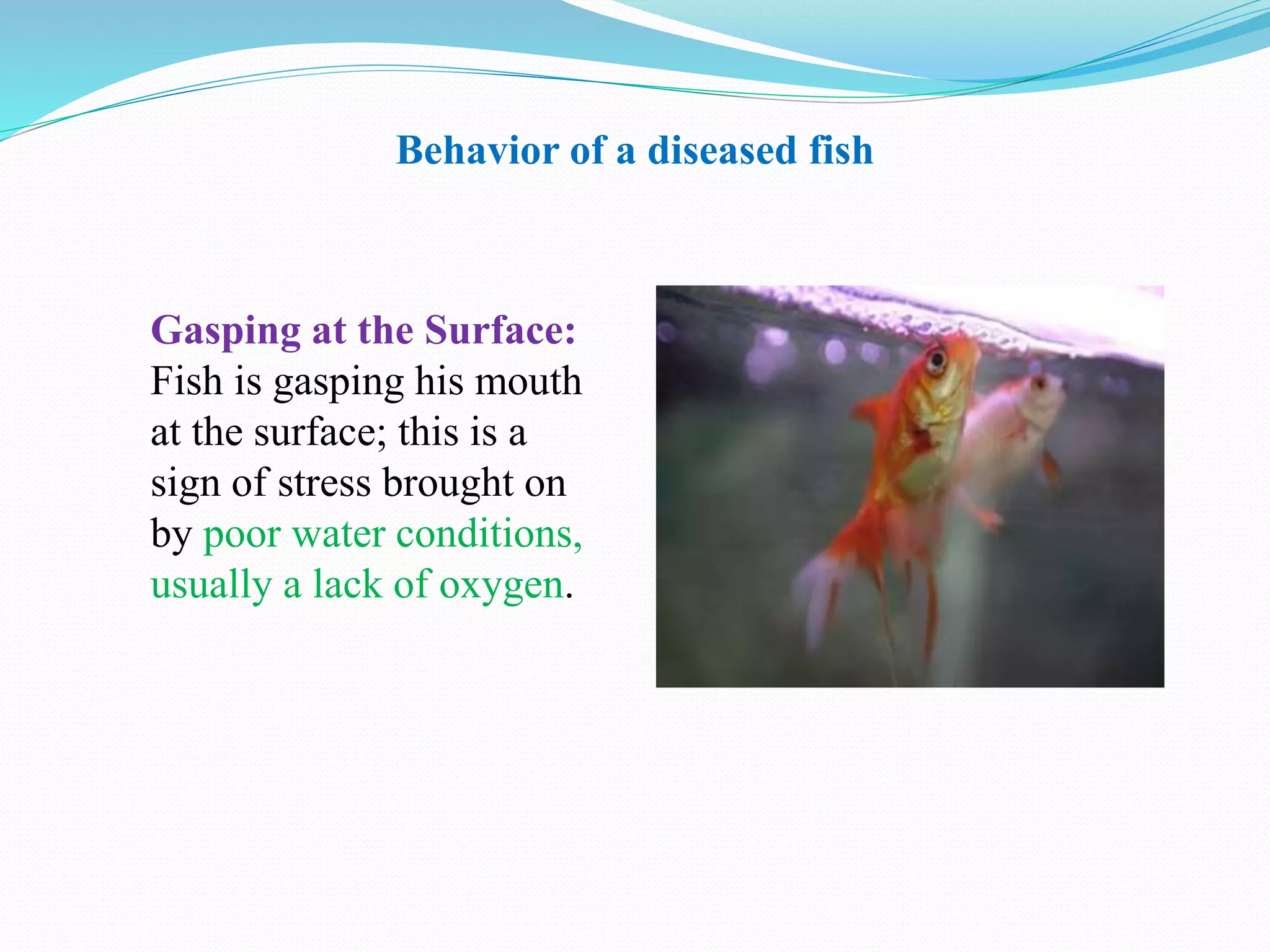 Differentiation between the Behavior of Healthy and Diseased Fish and ...