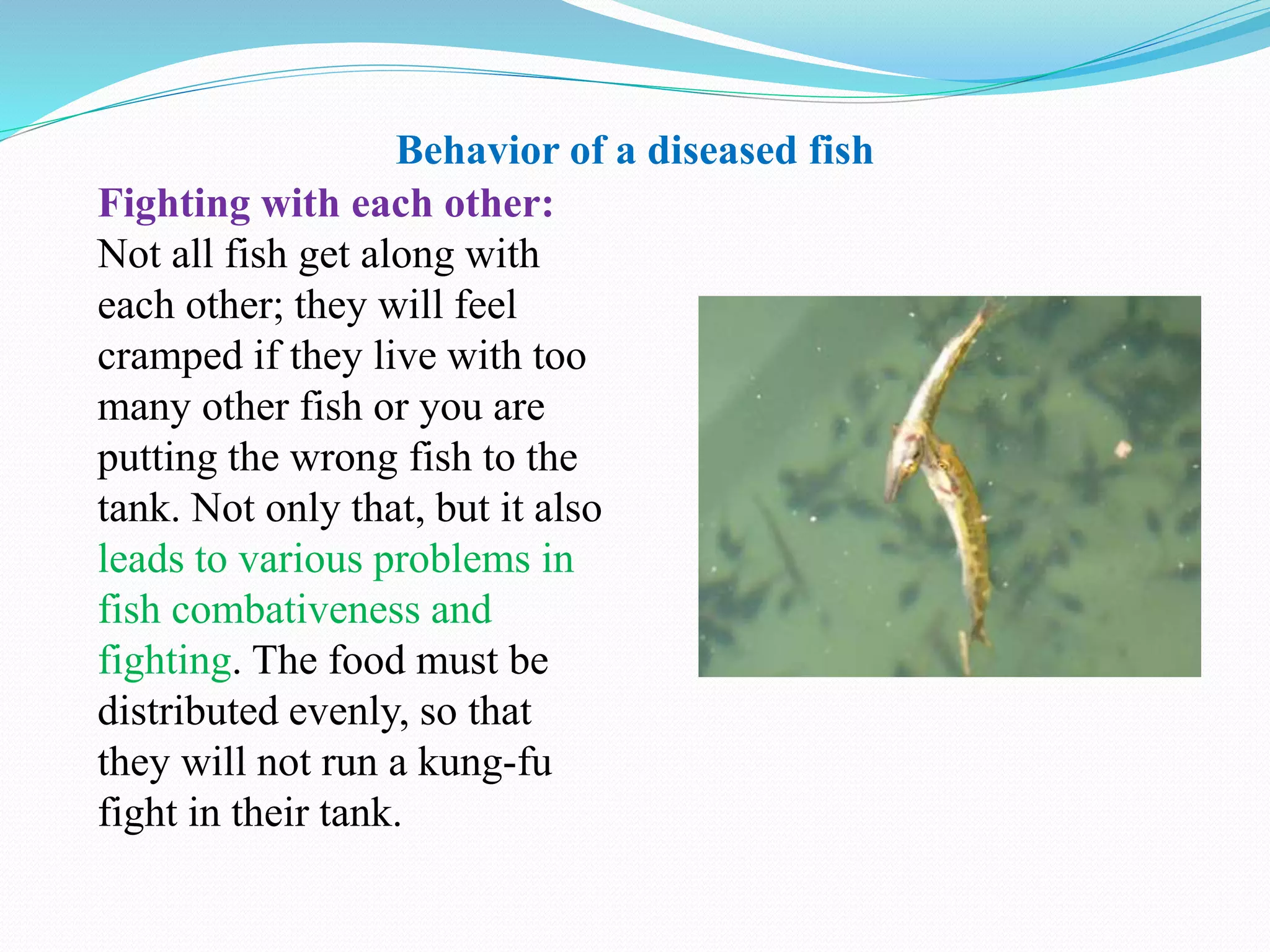 Differentiation between the Behavior of Healthy and Diseased Fish and ...