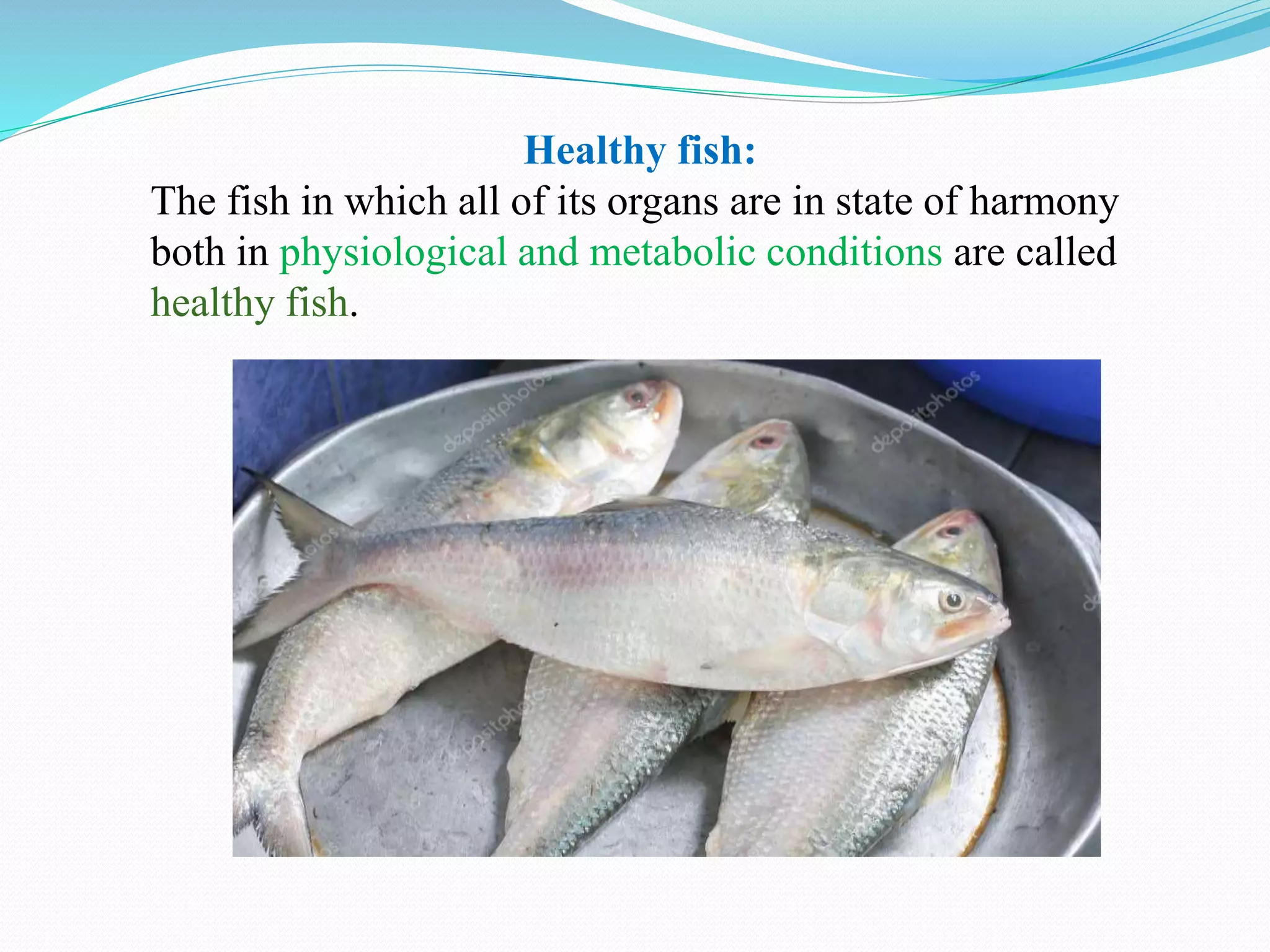 Differentiation between the Behavior of Healthy and Diseased Fish and ...