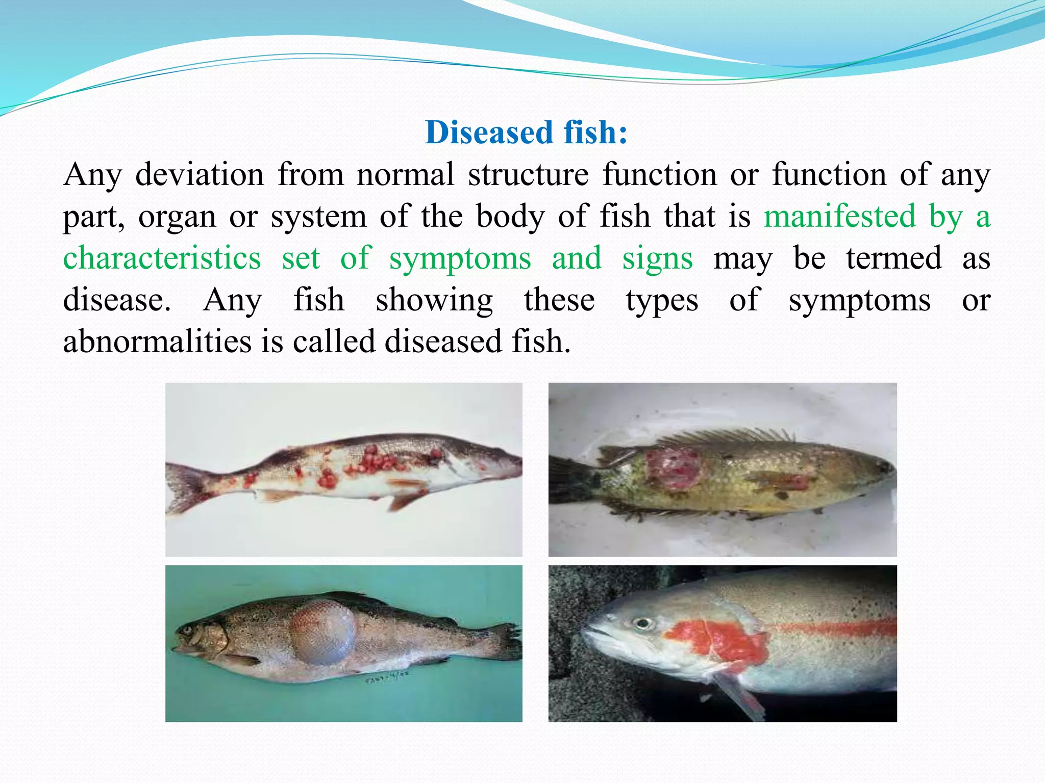 Differentiation between the Behavior of Healthy and Diseased Fish and ...