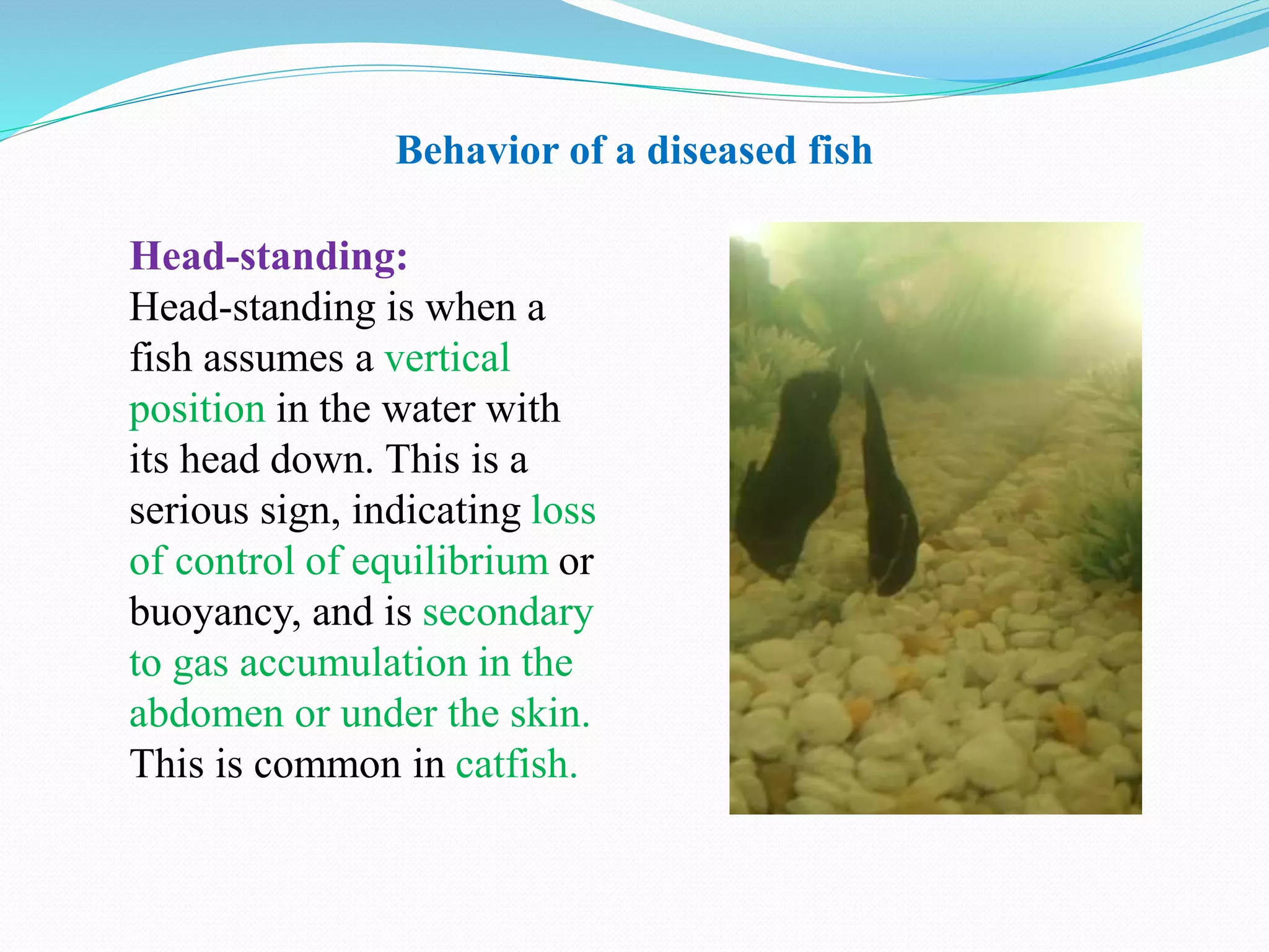 Differentiation between the Behavior of Healthy and Diseased Fish and ...