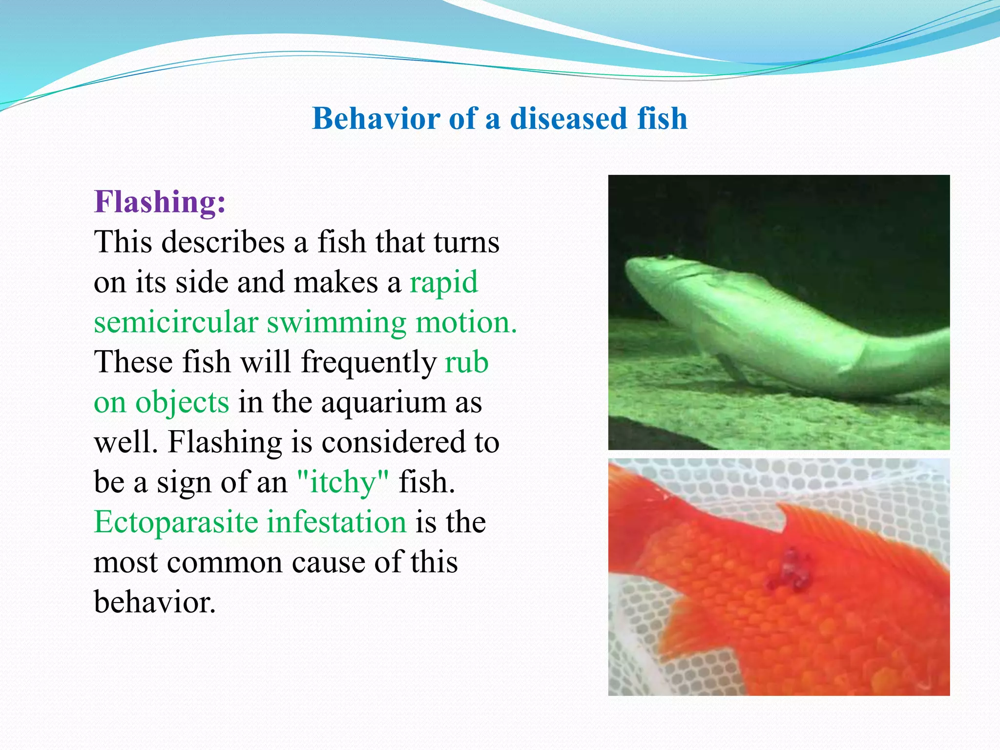 Differentiation between the Behavior of Healthy and Diseased Fish and ...