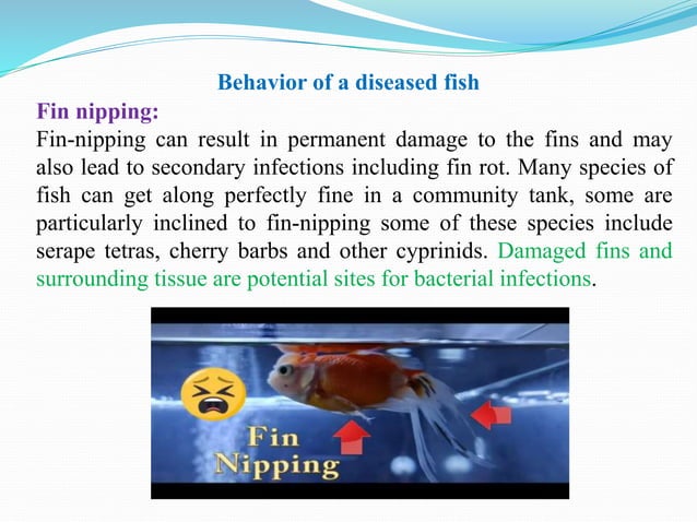 Differentiation between the Behavior of Healthy and Diseased Fish and ...