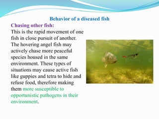 Differentiation between the Behavior of Healthy and Diseased Fish and ...