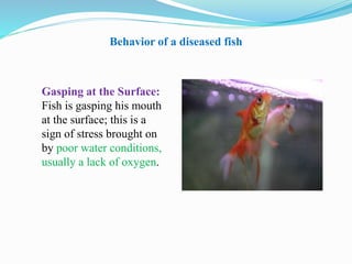 Differentiation between the Behavior of Healthy and Diseased Fish and ...
