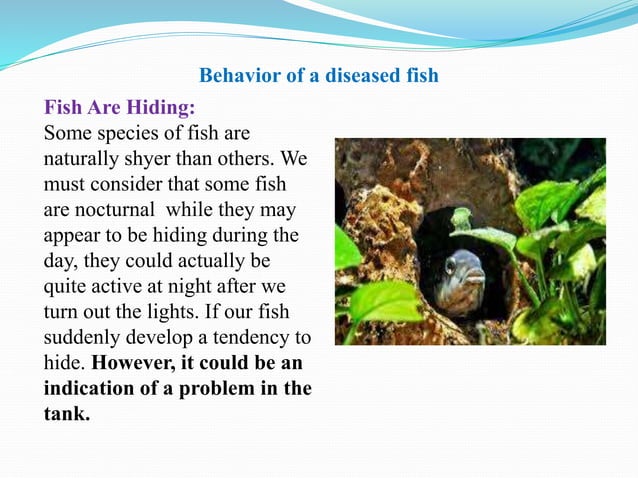 Differentiation between the Behavior of Healthy and Diseased Fish and ...