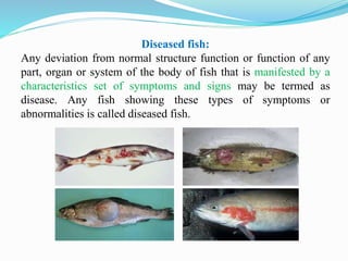 Differentiation between the Behavior of Healthy and Diseased Fish and ...