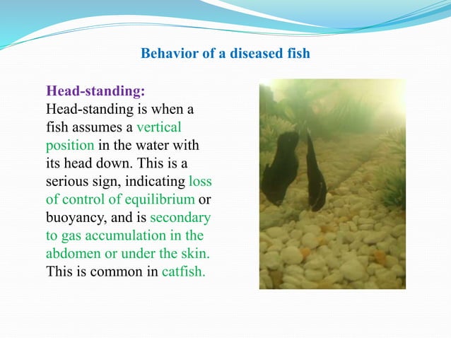 Differentiation between the Behavior of Healthy and Diseased Fish and ...