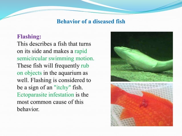 Differentiation between the Behavior of Healthy and Diseased Fish and ...