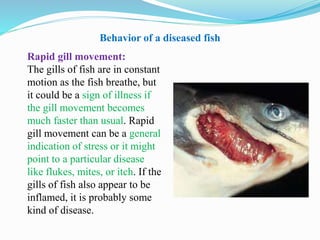 Differentiation between the Behavior of Healthy and Diseased Fish and ...