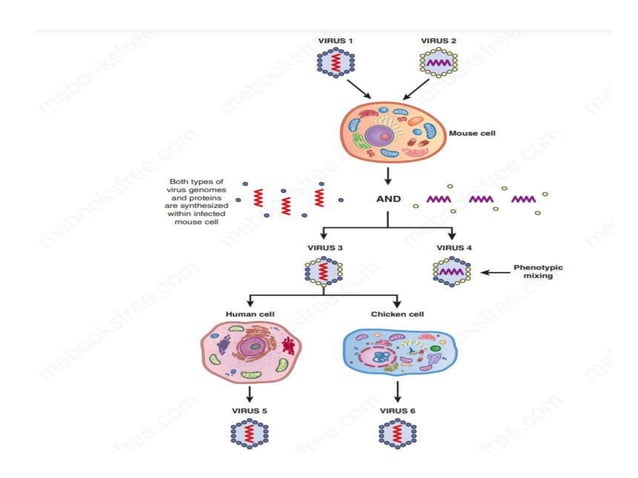 Microbiology, virology, viral GENETICS.pptx