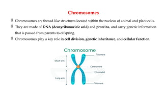 Introduction to Genetics including Chromosomes | PPTX
