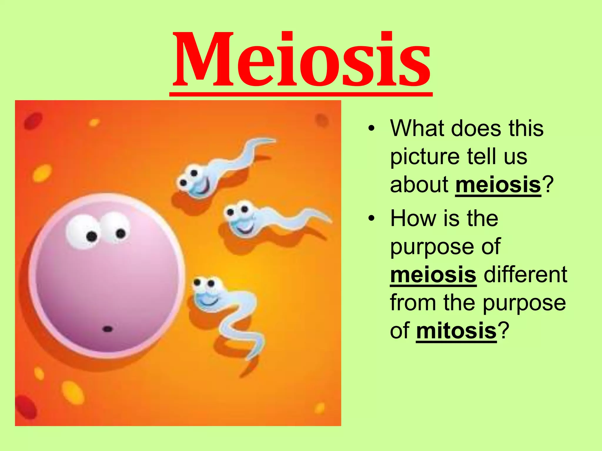 Genetics-2 Miosis.pptx