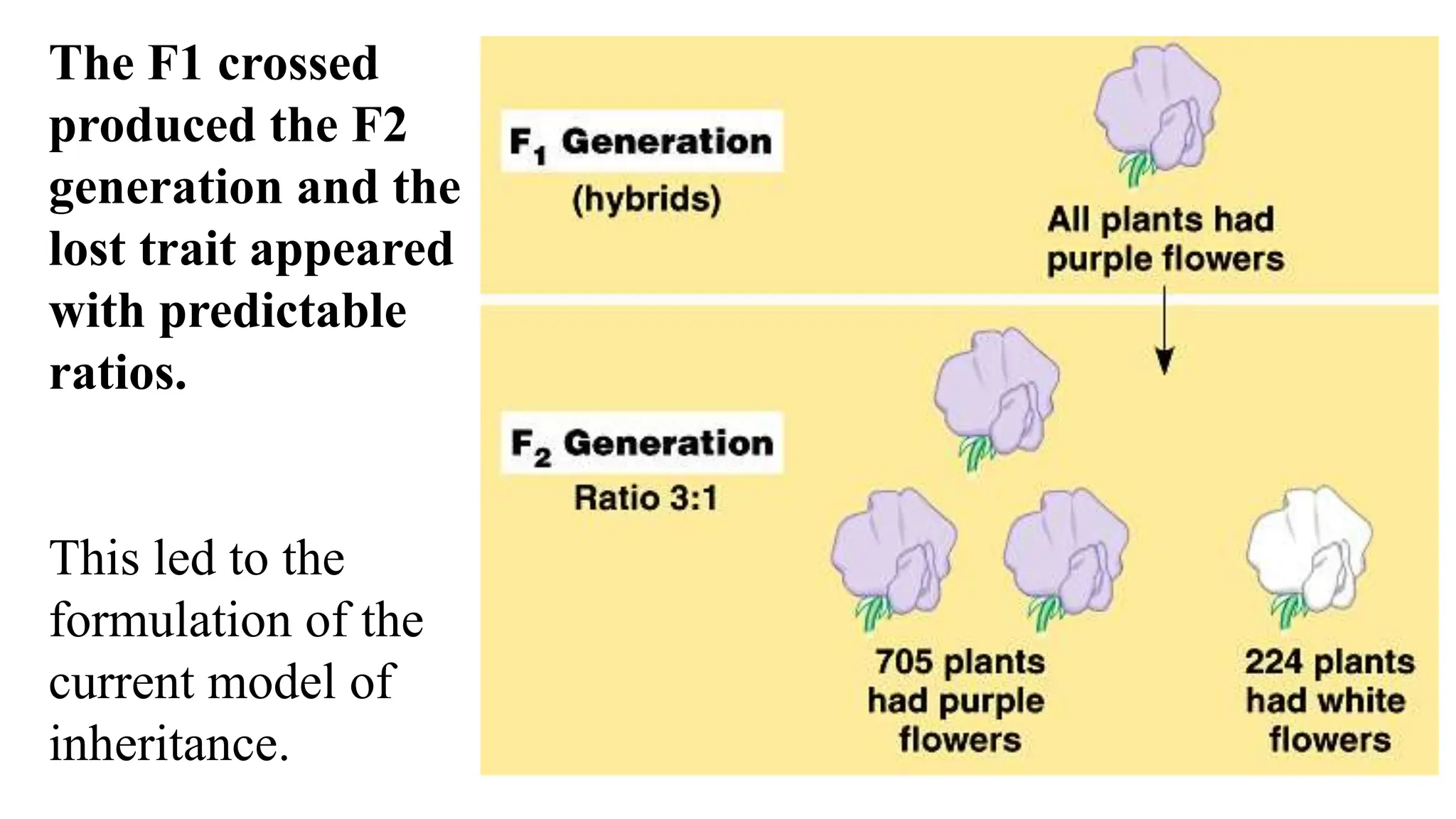 GENETICS-AND-HEREDITY: an overview to genetics | PPTX