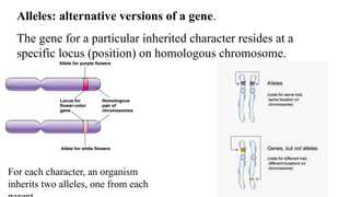 GENETICS-AND-HEREDITY: an overview to genetics | PPTX