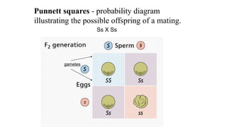 GENETICS-AND-HEREDITY: an overview to genetics | PPTX