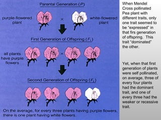 Genetics And Mendel | PPT