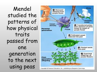 Genetics And Mendel | PPT