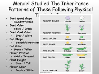 Genetics And Mendel | PPT
