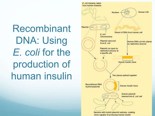 Genetics biotechnology-and-genetic-engineering- | PPT