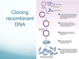 Genetics biotechnology-and-genetic-engineering- | PPT