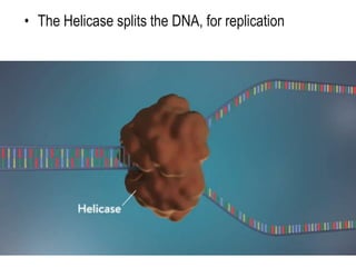 Genetics-DNA-Replication-Biology-Lecture-PowerPoint-VCBCct.pptx