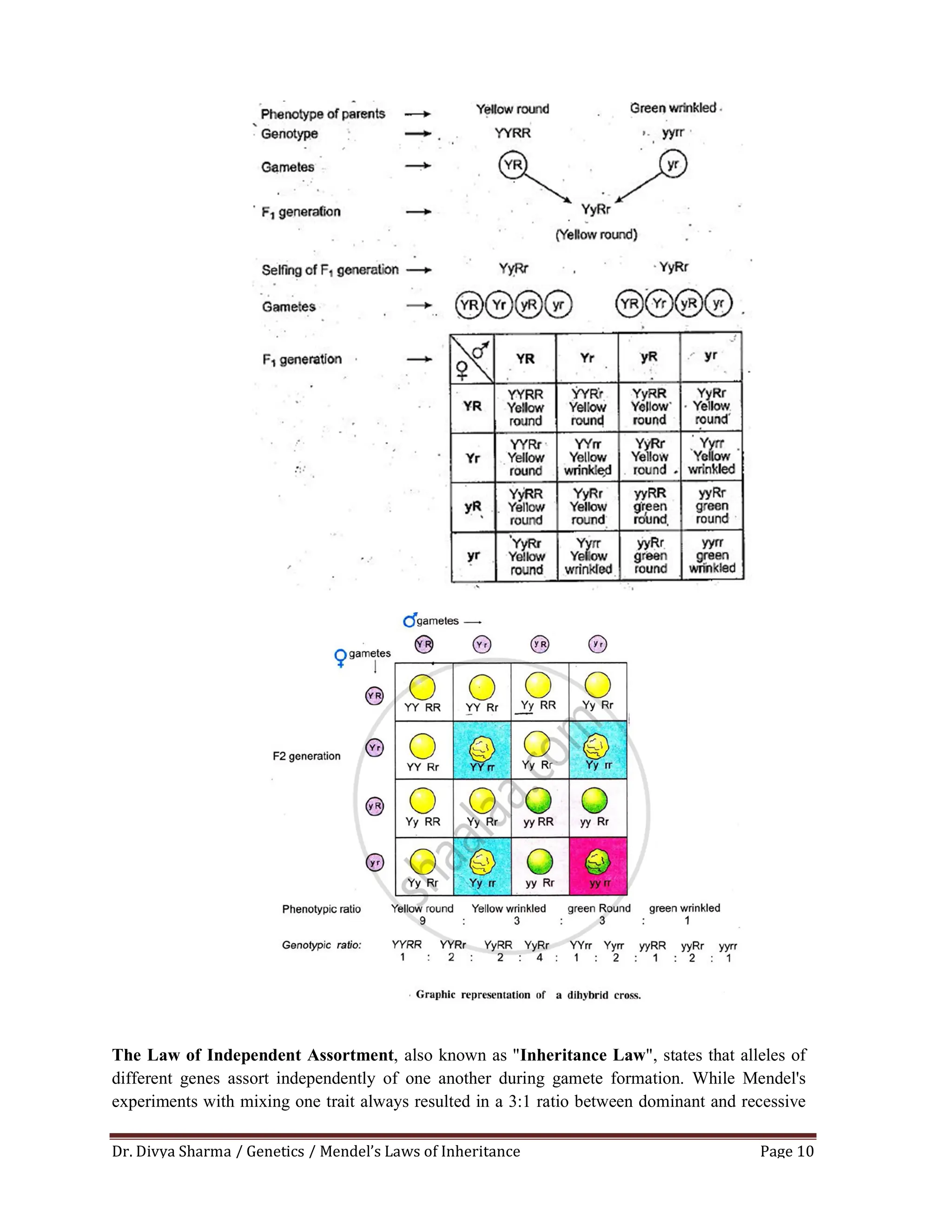 Mendal's Law of inheritance - Mono, Di & Trihybrid Crossing | PDF