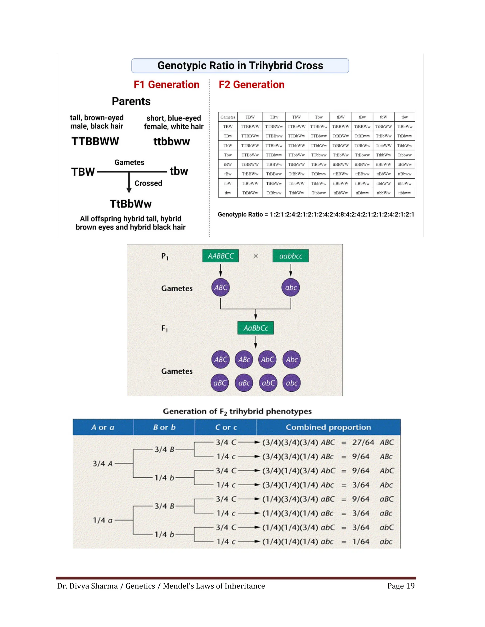 Mendal's Law of inheritance - Mono, Di & Trihybrid Crossing | PDF