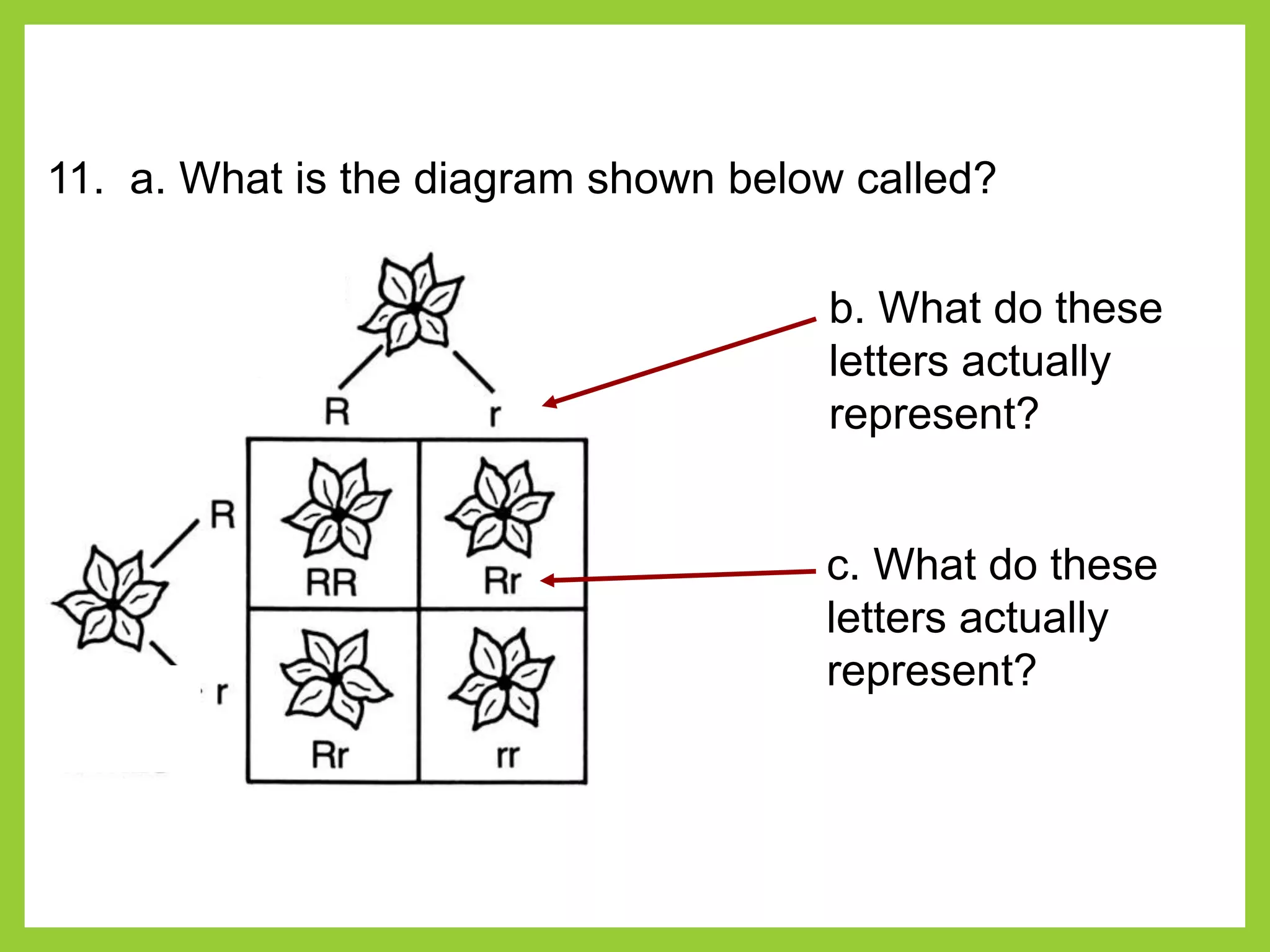 Genetics-Mendel.ppt