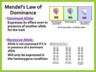 Genetics-Mendel.ppt