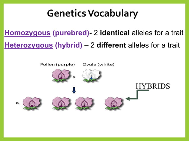 Genetics-Mendel.ppt
