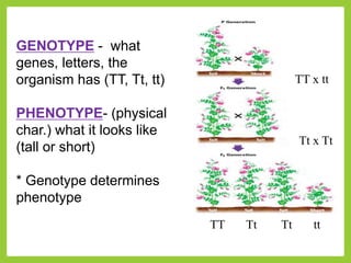Genetics-Mendel.ppt