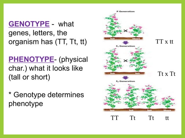 Genetics-Mendel.ppt