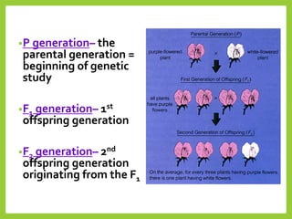 Genetics-Mendel.ppt