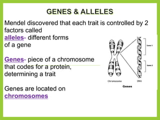 Genetics-Mendel.ppt
