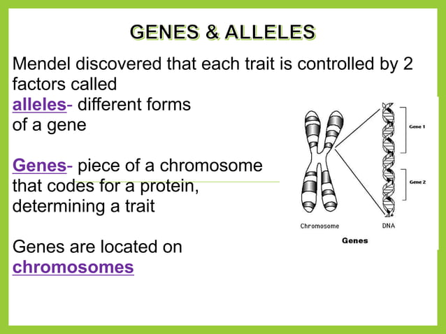 Genetics-Mendel.ppt
