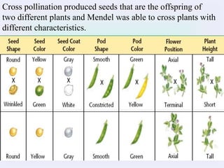 Genetics - Mendelian2.ppt