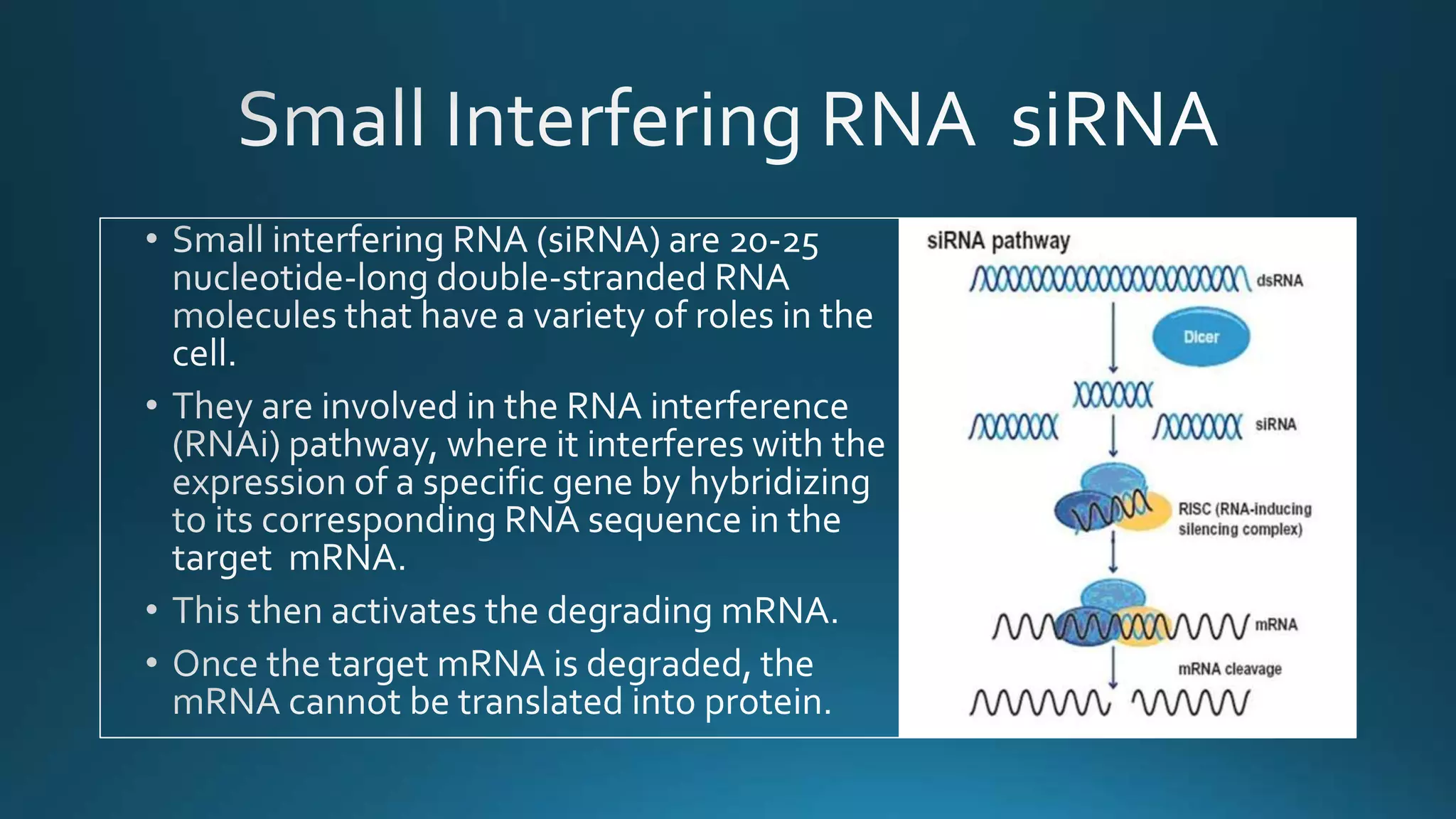 Ribonucleic Acids (RNA's) - Structure, Types, Protein synthesis and ...