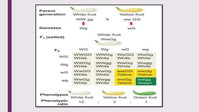 Genetics_-_Neo_Mendelism.pptx | Genetics | Science