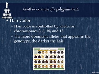 Polygenic Inheritance Hair Color