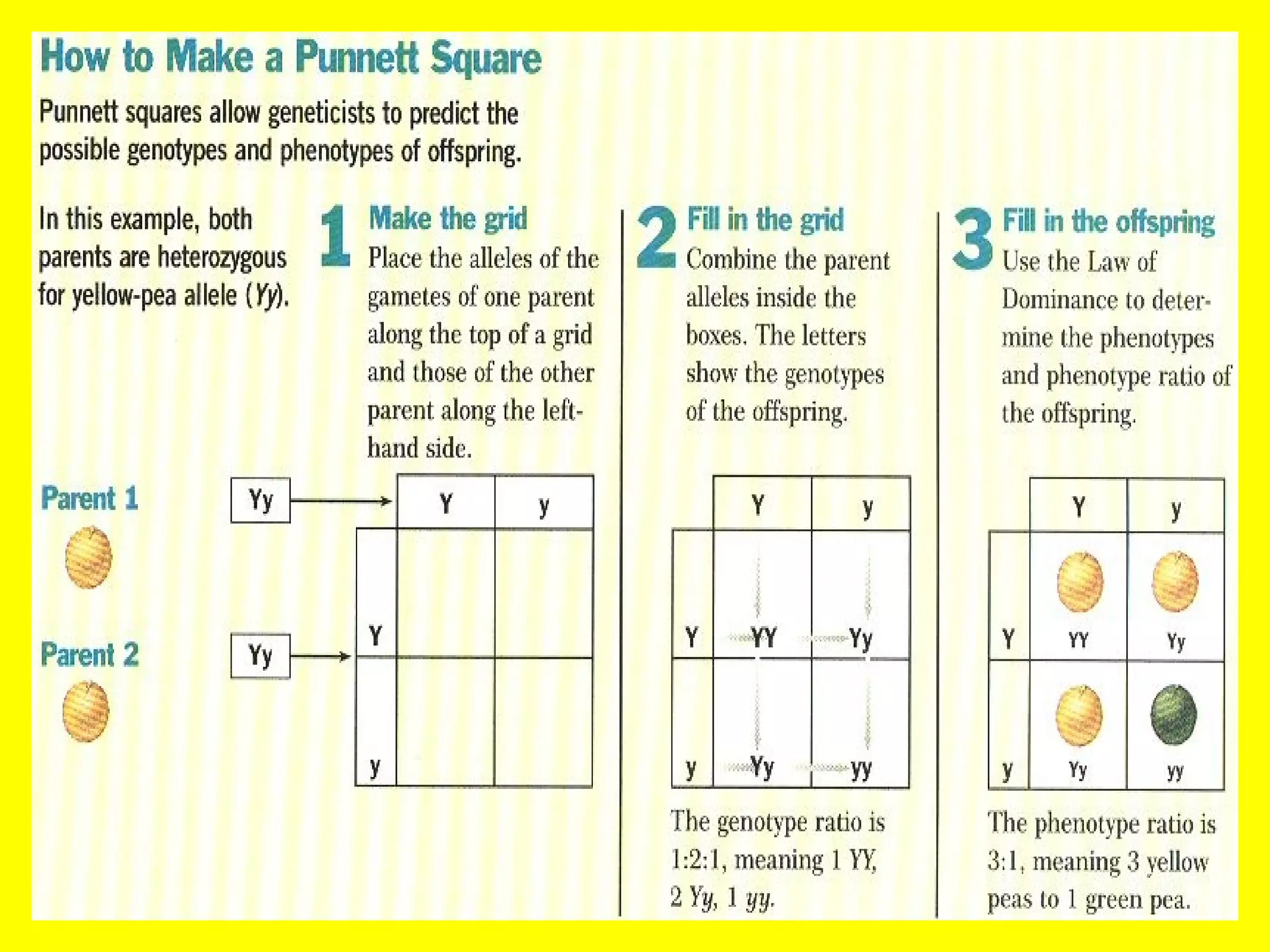Genetics Notes | PPT