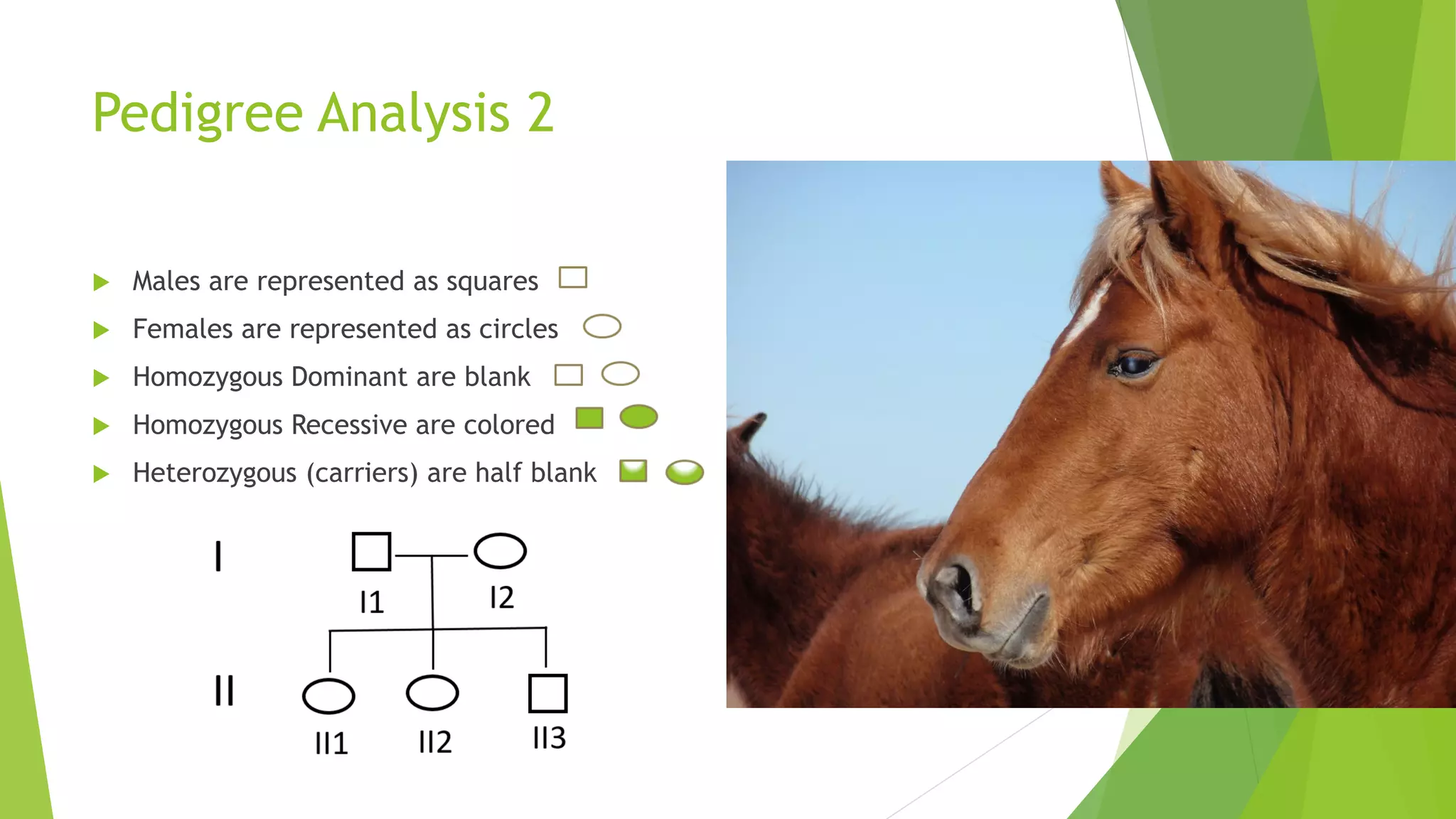 Genetics-Pedigree-Analysis-PowerPoint.pdf