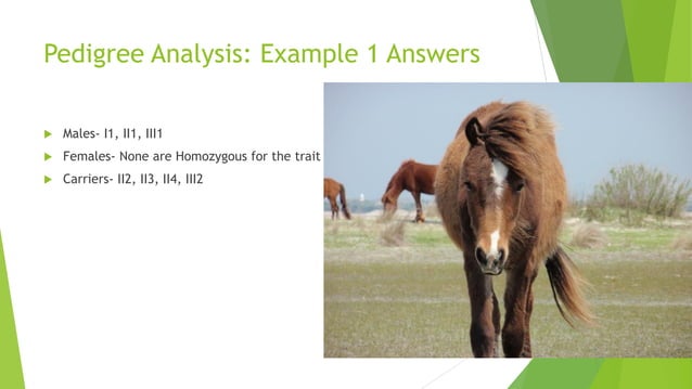 Genetics-Pedigree-Analysis-PowerPoint.pdf | Genetics | Science