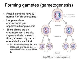 Genetics pp | PPT