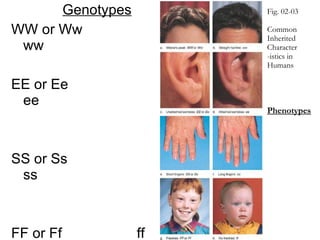 Genetics pp | PPT