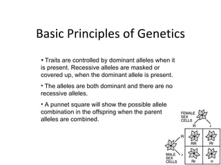 Genetics research-template | PPT